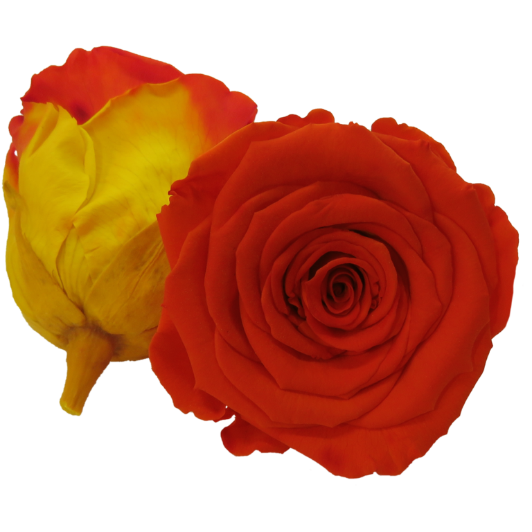 Color palette - Roseamor