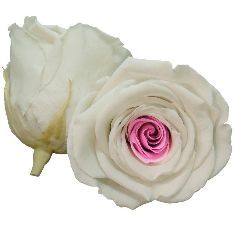 Bicolors - Roseamor