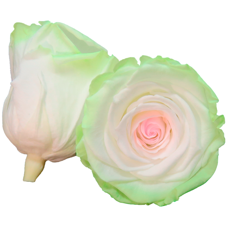 Bicolors - Roseamor