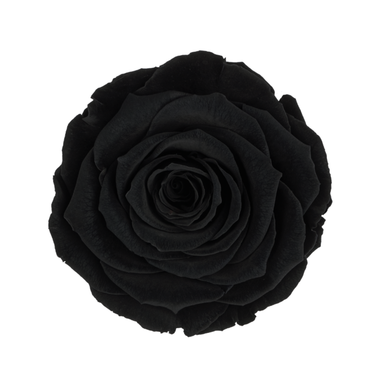 Solid colors - Roseamor