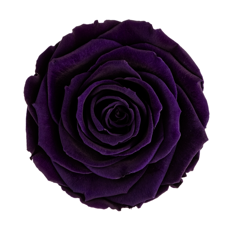 Solid colors - Roseamor